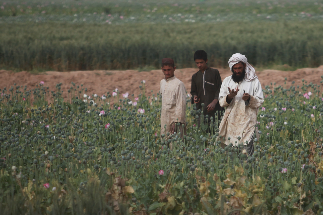 US/NATO Troops Patrolling Opium Poppy Fields in Afghanistan | Public ...
