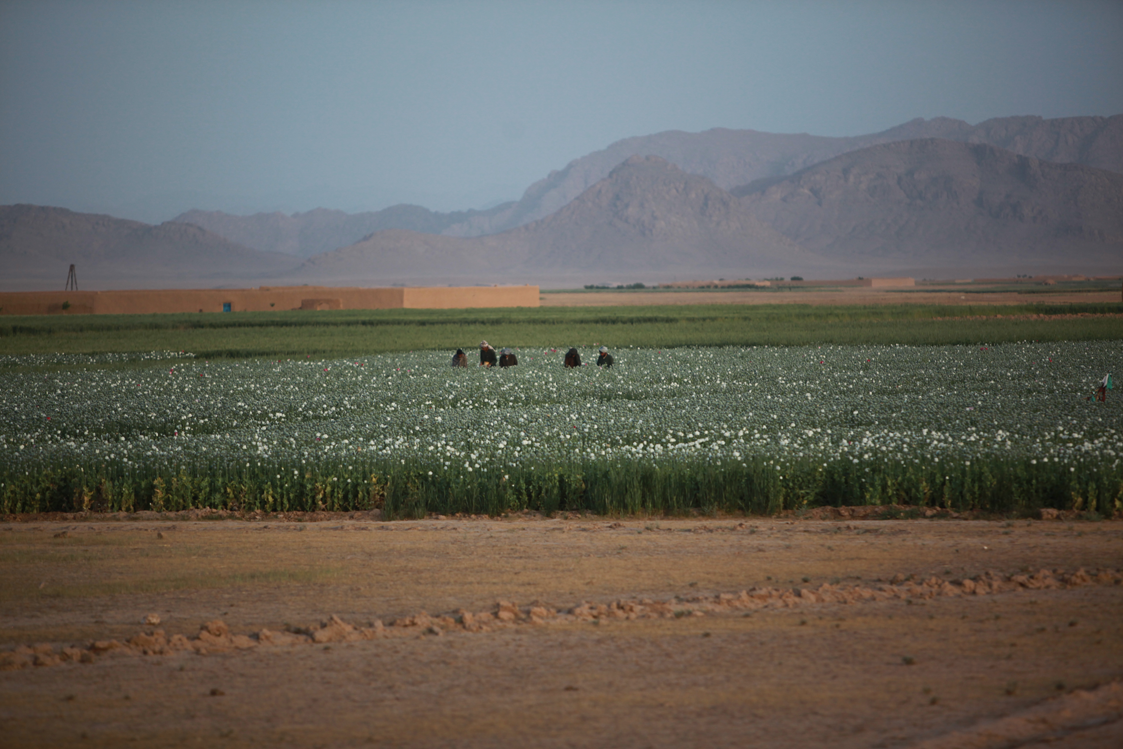 US/NATO Troops Patrolling Opium Poppy Fields in Afghanistan | Public ...