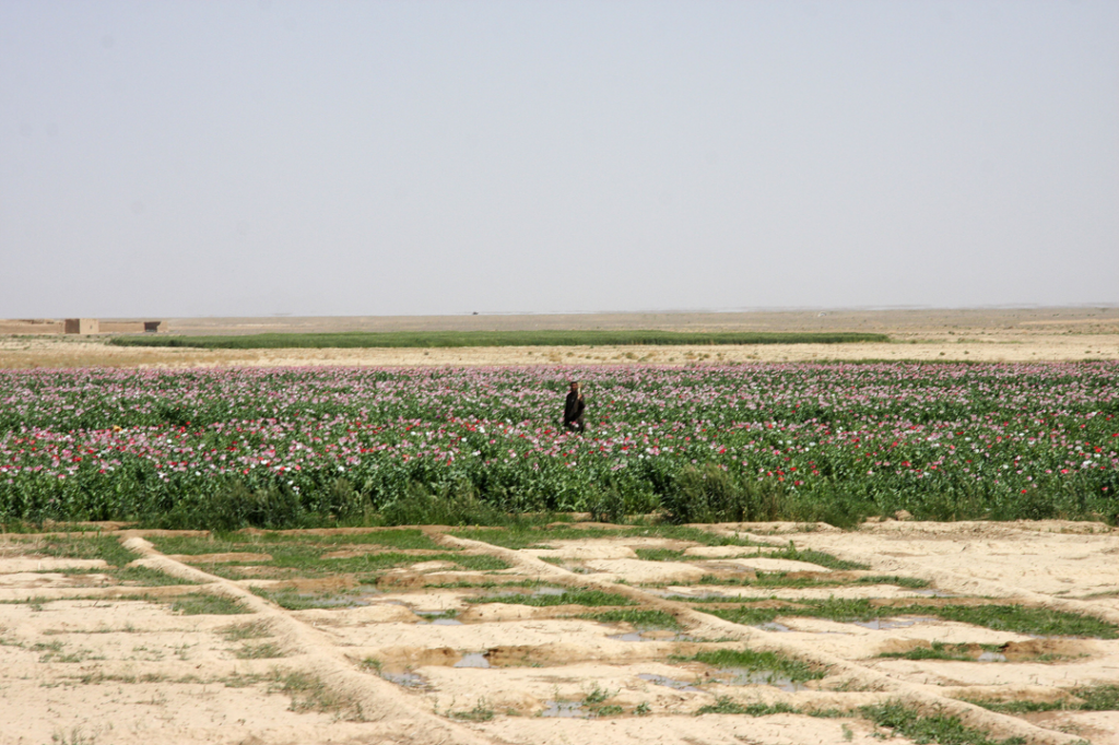 US/NATO Troops Patrolling Opium Poppy Fields in Afghanistan | Public ...