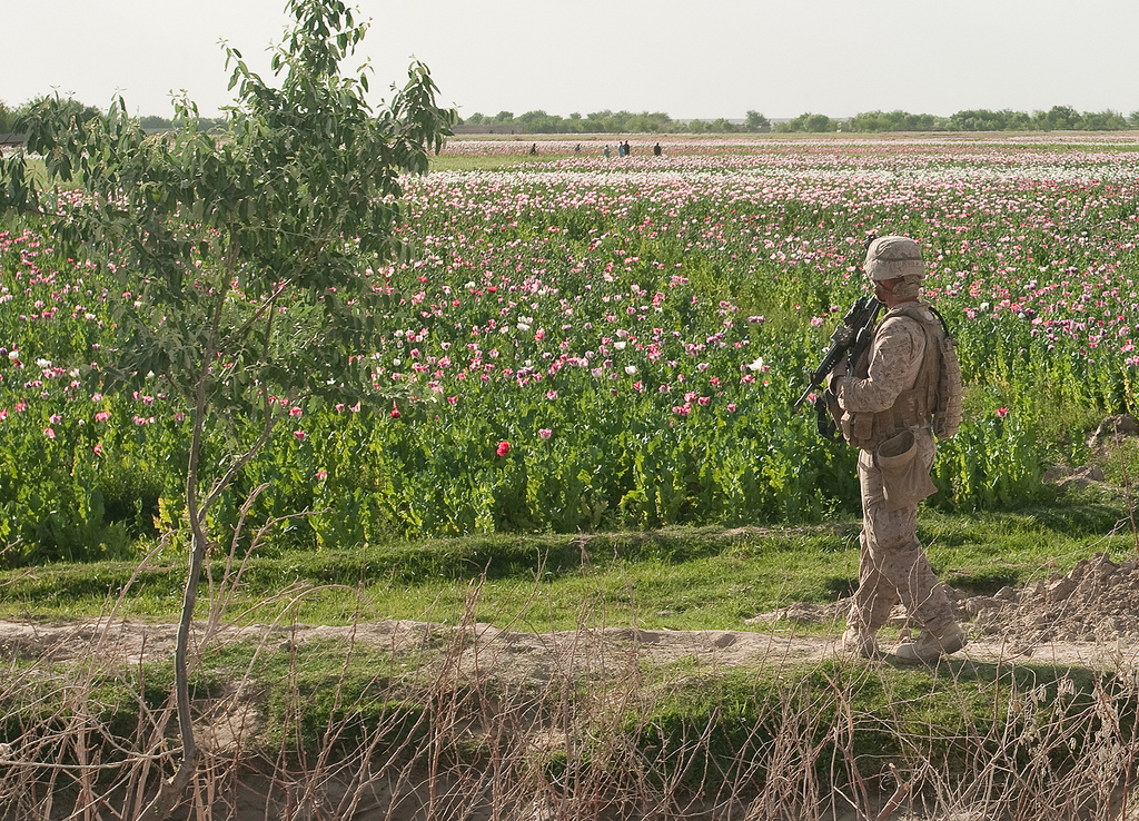 US/NATO Troops Patrolling Opium Poppy Fields in Afghanistan | Public ...