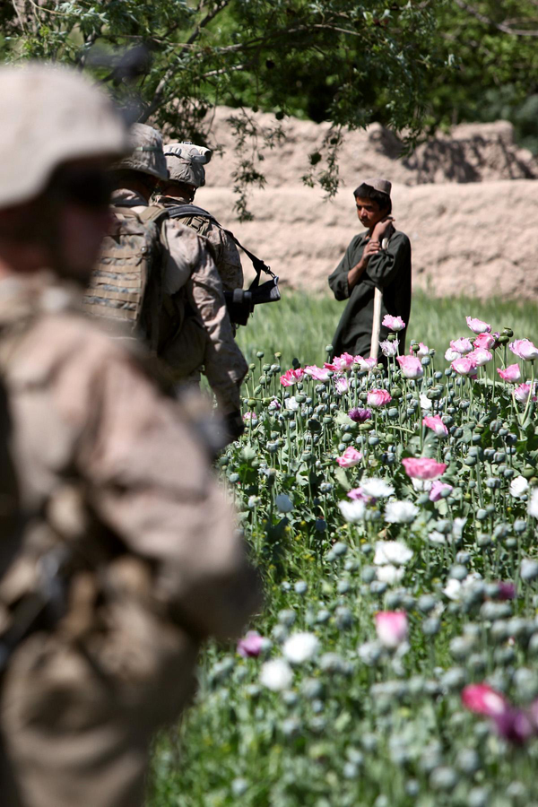 More Photos of US/NATO Troops Patrolling Opium Poppy Fields in ...