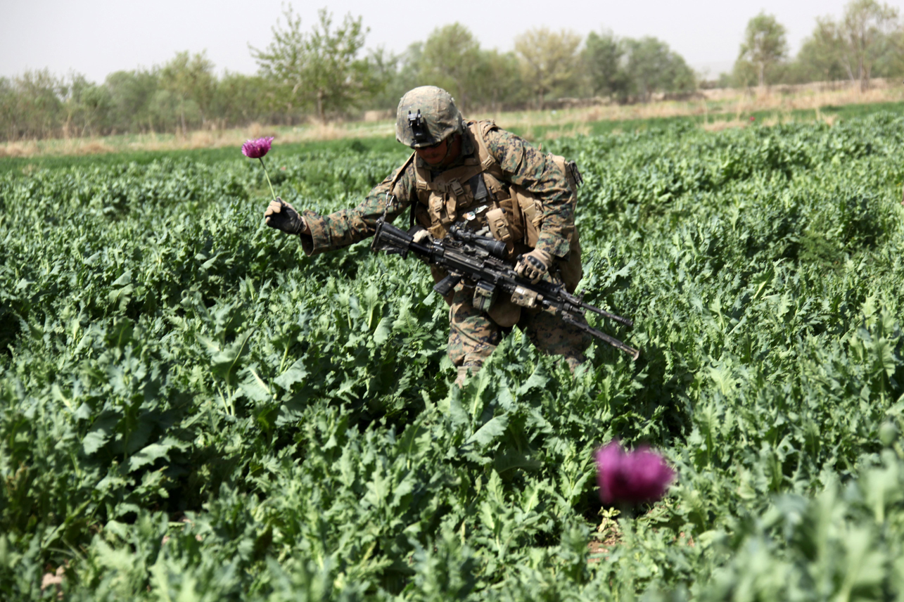 More Photos of US/NATO Troops Patrolling Opium Poppy Fields in ...