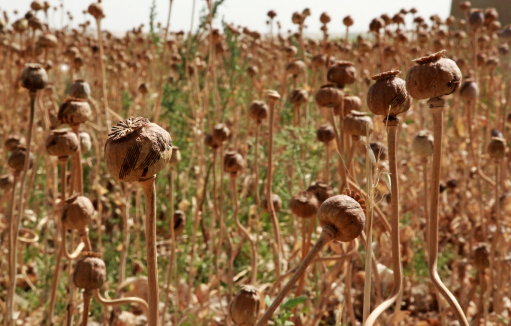 Even More Photos of US/NATO Troops Patrolling Opium Poppy Fields in ...