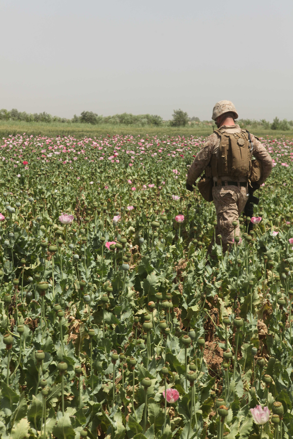 Even More Photos of US/NATO Troops Patrolling Opium Poppy Fields in ...