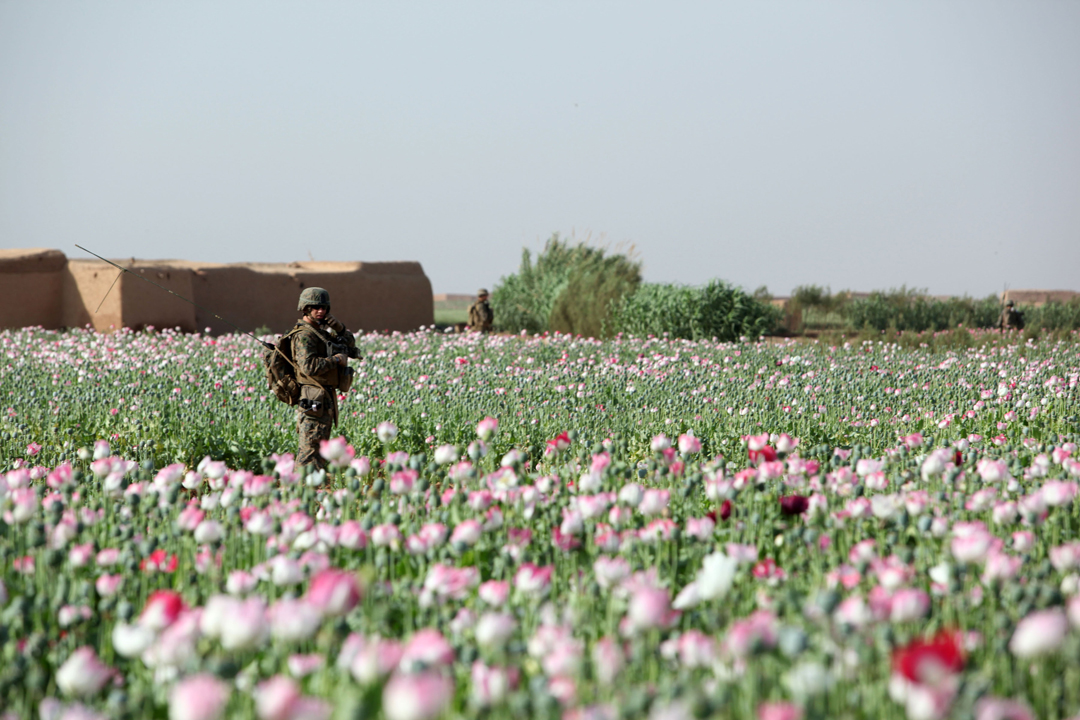 Photos of U.S. and Afghan Troops Patrolling Poppy Fields June 2012 ...